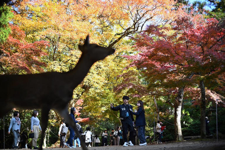 Vivid fall foliage in park on Miyajima island in Hiroshima Pref ...