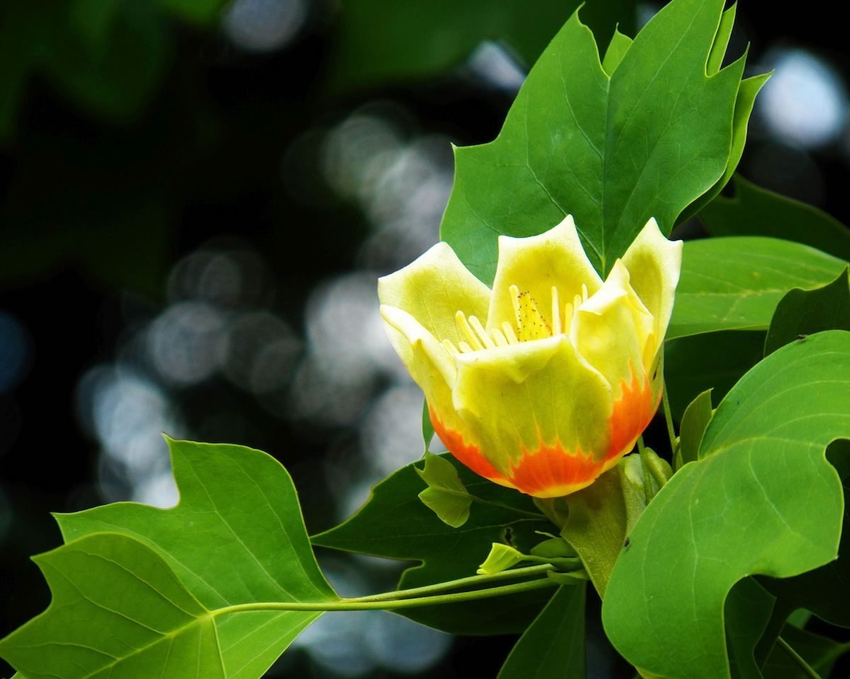 How to Grow a Flowering Tulip Tree