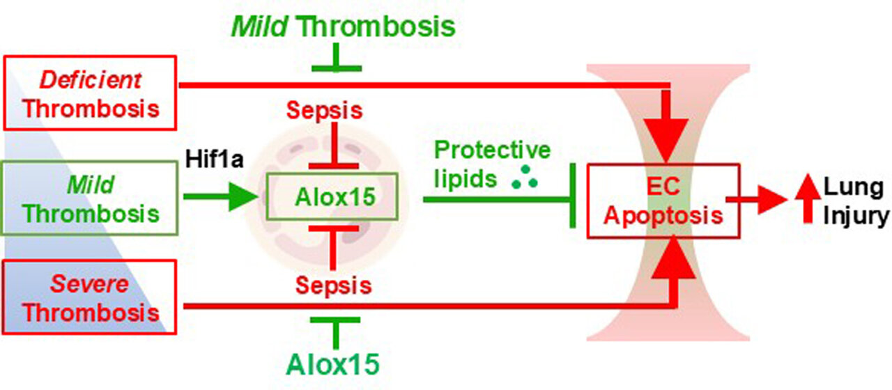 New potential gene-based treatment for sepsis and lung injury