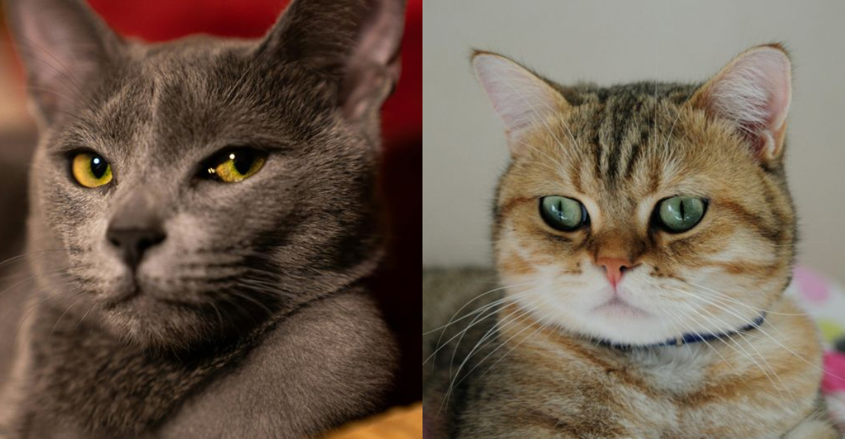 9 Cat Breeds That Become Overly Attached To One Person