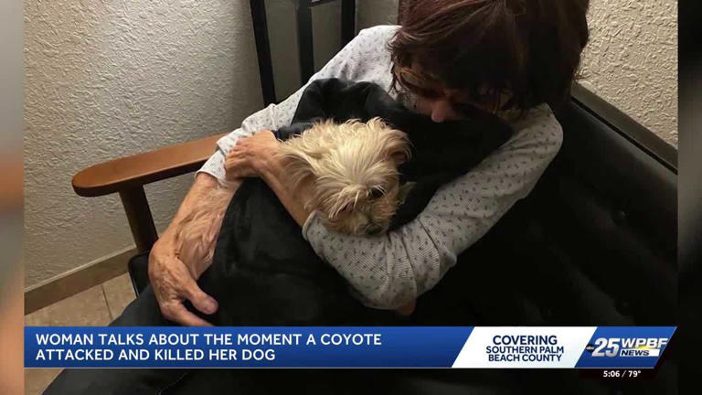 'There was a lot of blood': Small dog owner speaks out after a coyote ...