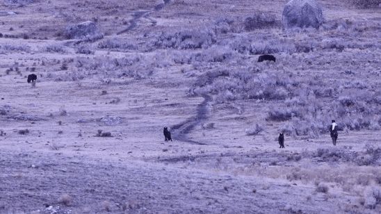 'Mortal Danger': Man Approaches Pack of Wolves in Yellowstone