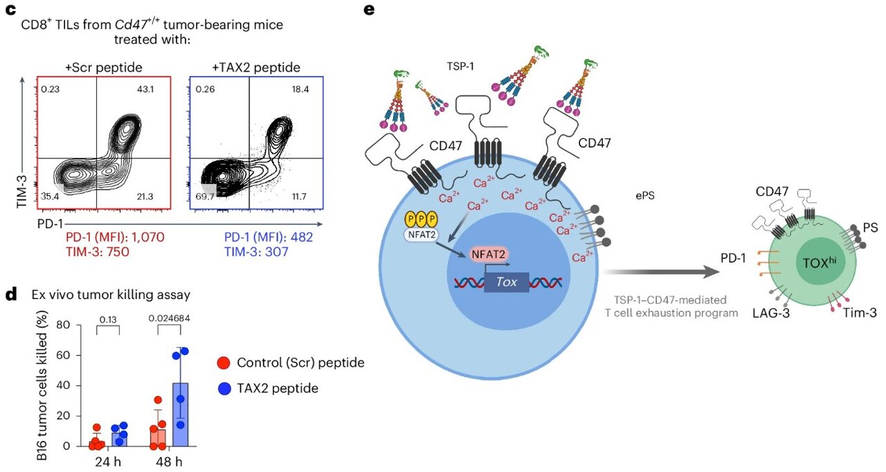 Reviving exhausted immune cells boosts tumor elimination
