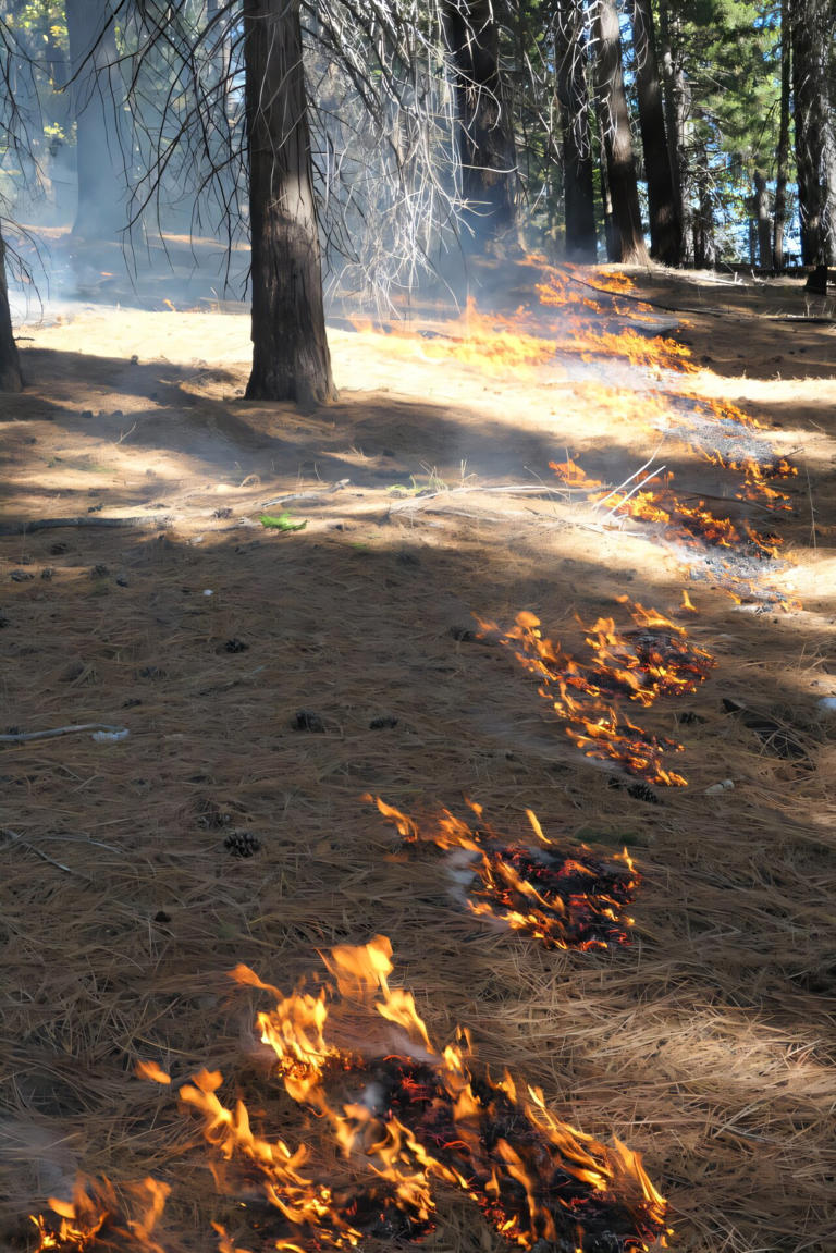 Prescribed burning helps store forest carbon in big fire-resistant ...