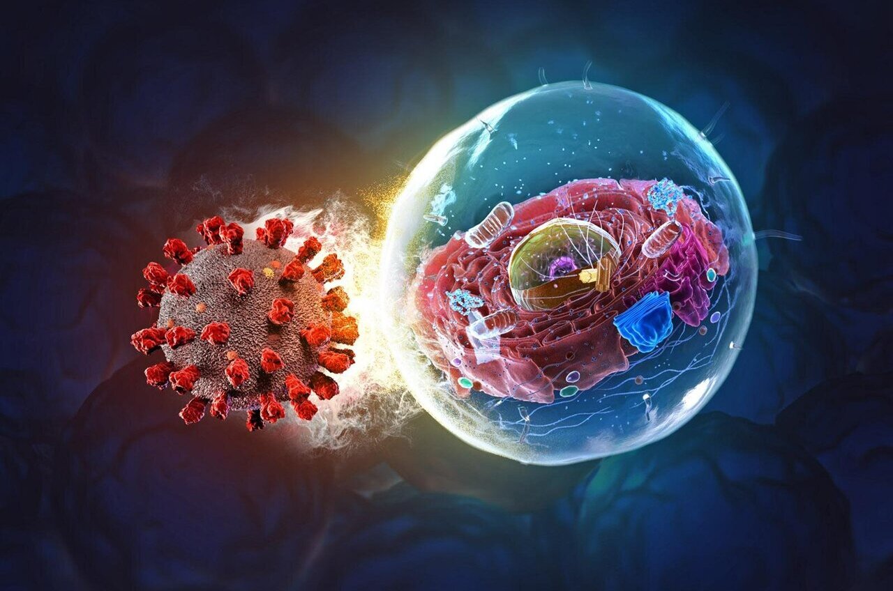 Scientists identify two key targets of common cold virus