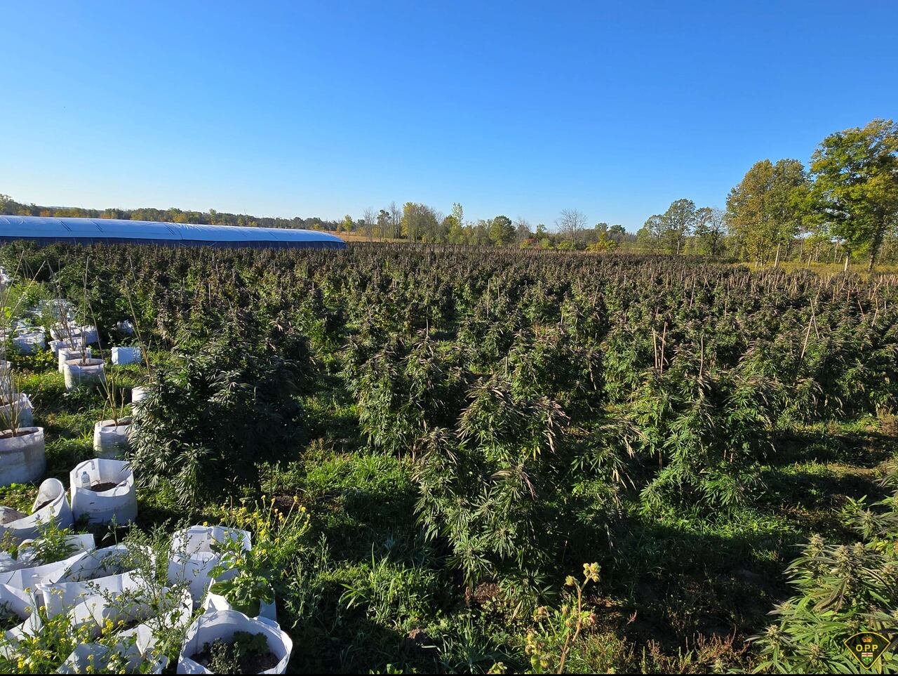 Cannabis plants worth $200M seized in raids on Tyendinaga Mohawk ...