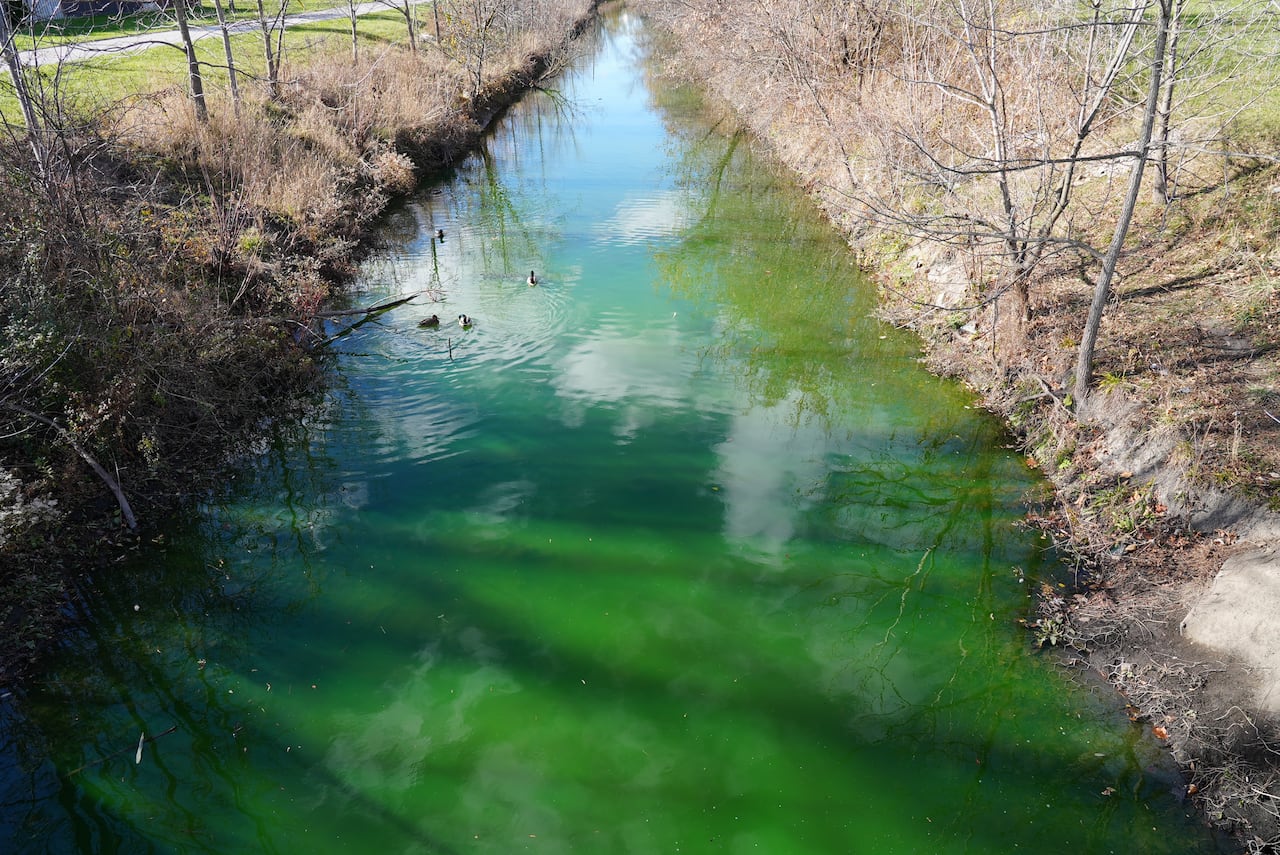 Why water in Windsor's Grand Marais drain looks neon green