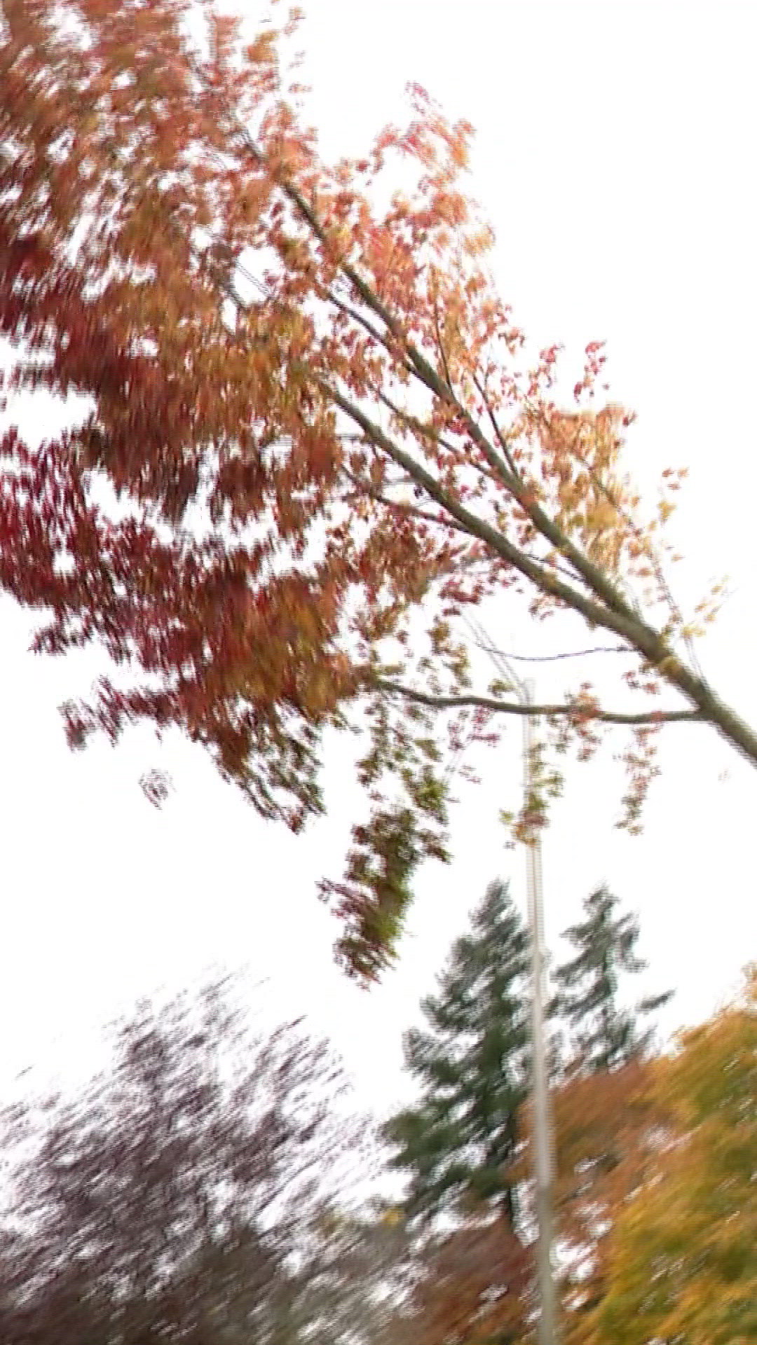 City of Lacey is removing trees causing damage to sidewalks