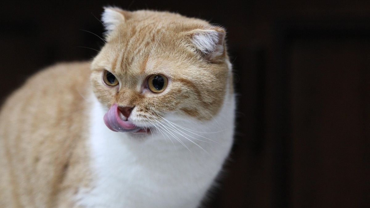 10 formas en que los gatos perciben tu tristeza antes de que digas una ...
