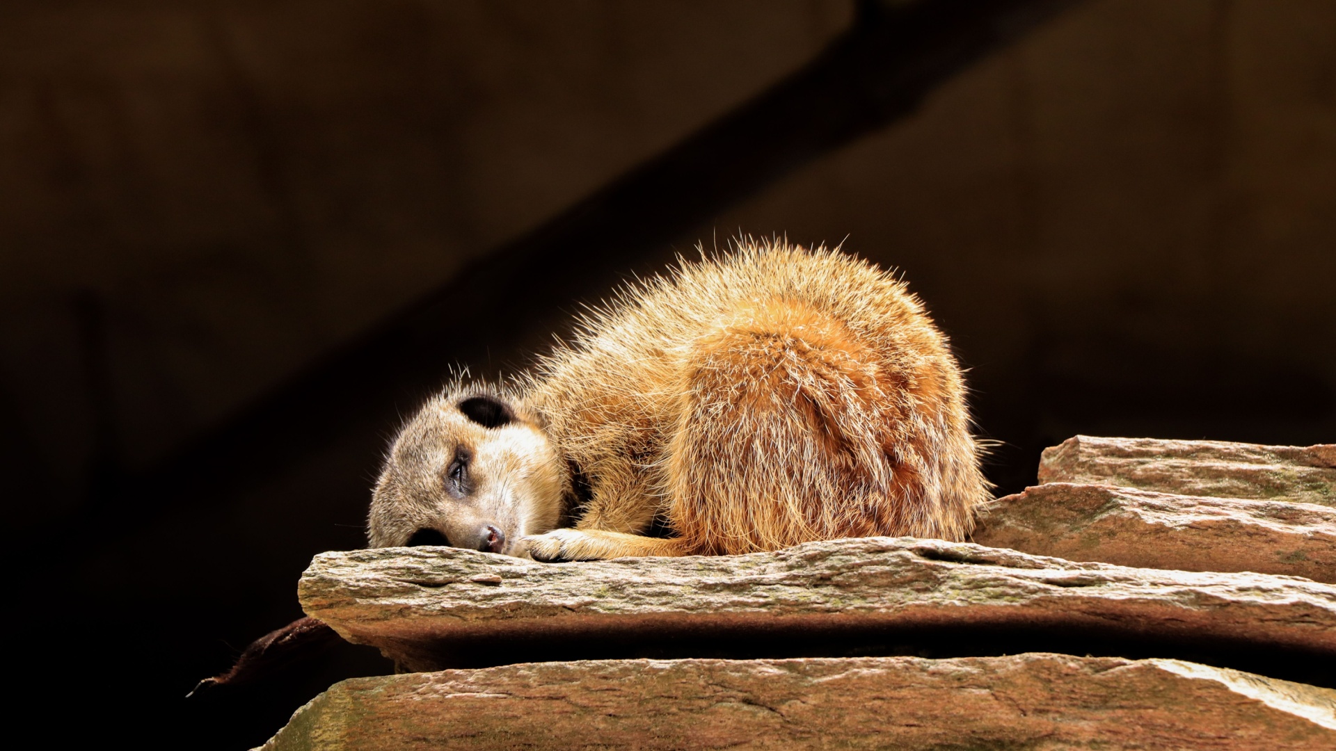 The Peculiar Sleeping Habits Of Animals