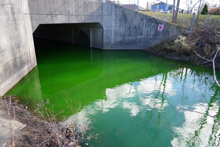 Why water in Windsor's Grand Marais drain looks neon green