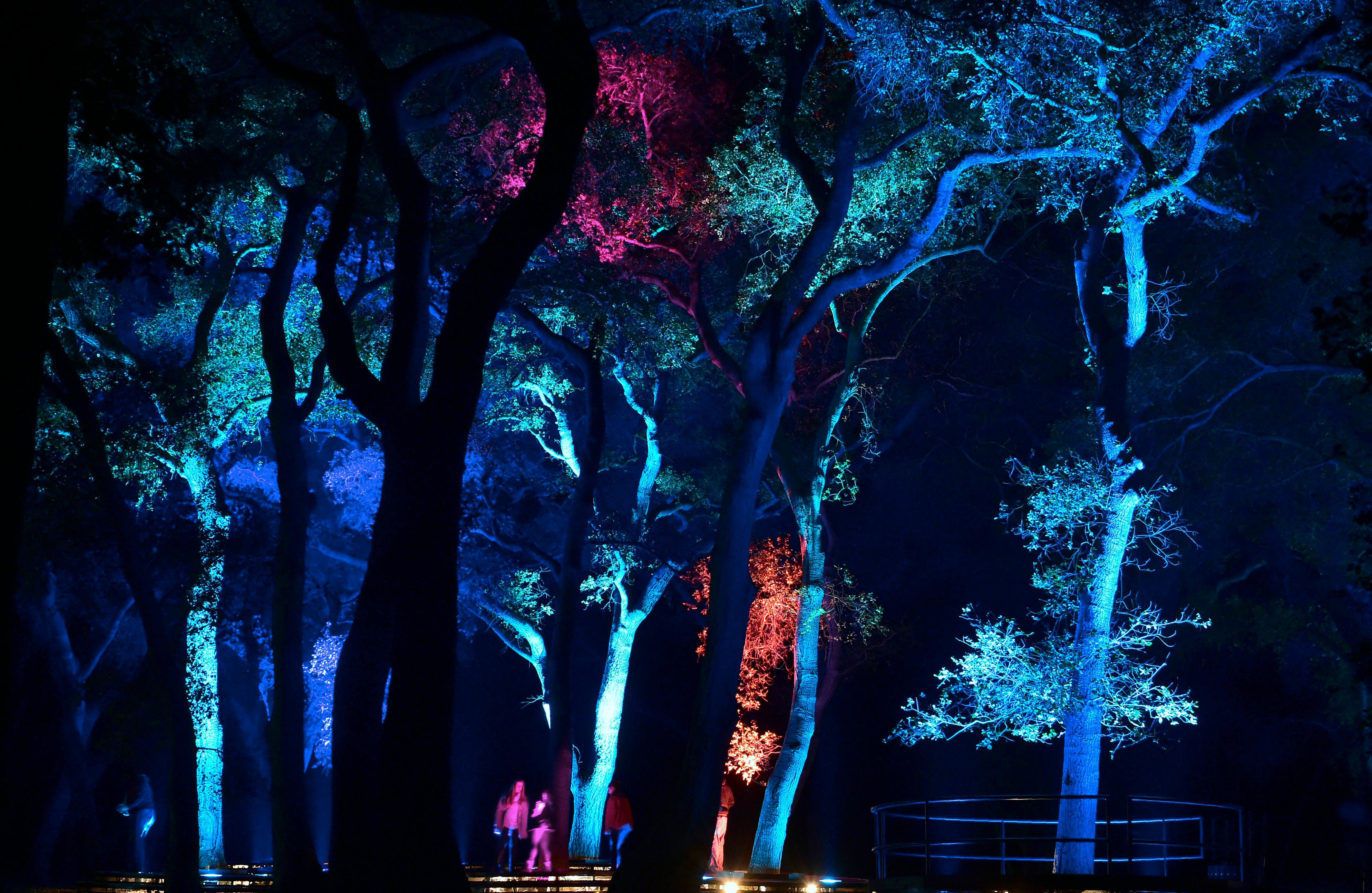 Descanso Gardens’ Enchanted Forest of Light Opens for a Calm Holiday Event