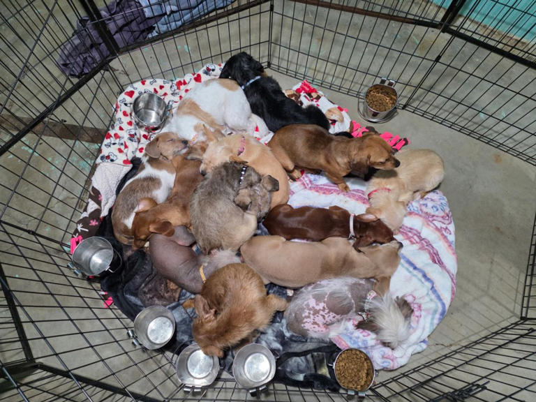 Kansas woman found with 20+ dogs, jailed for breaking probation in ...