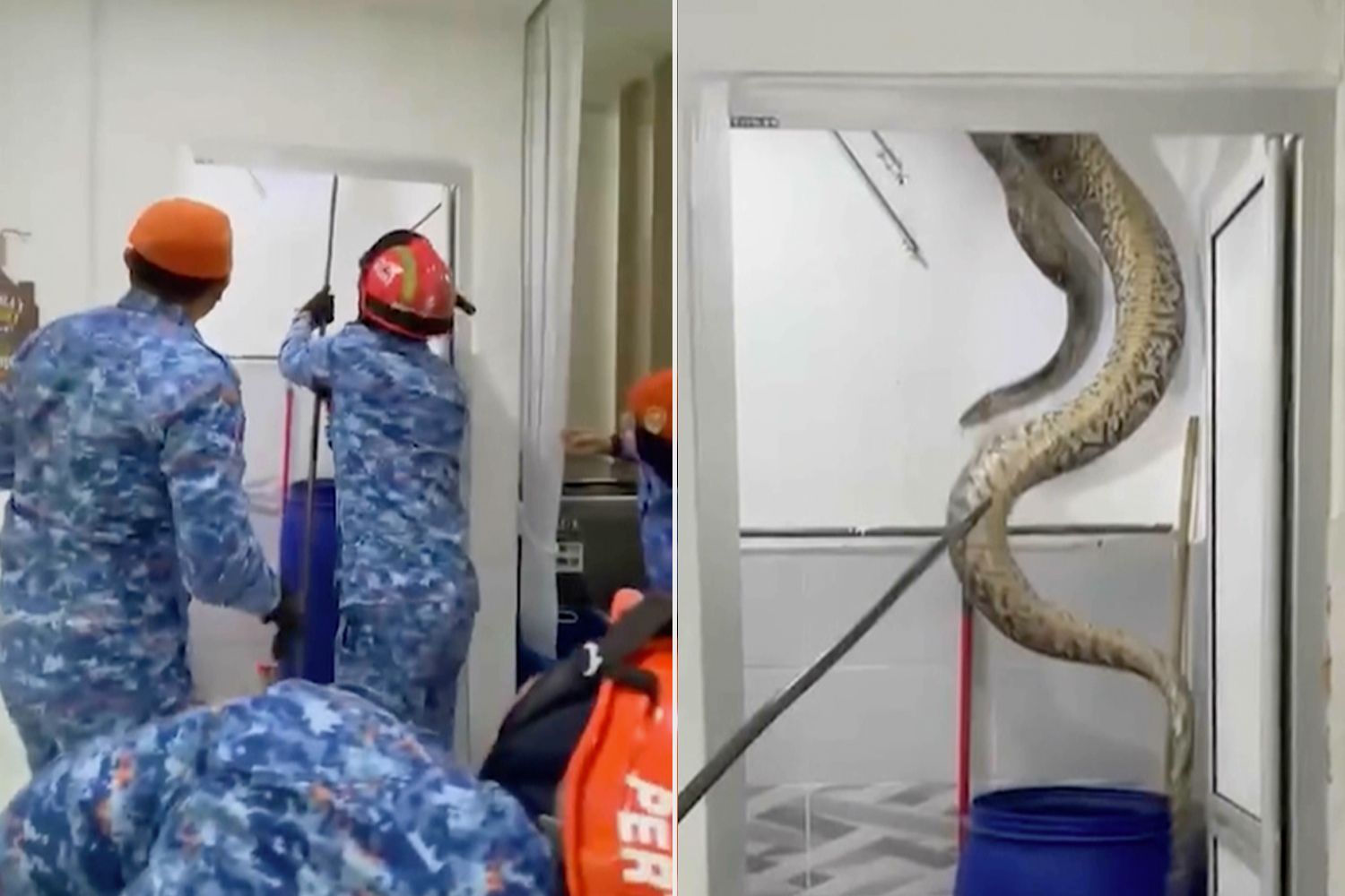 Massive Python Crashes Through Family's Ceiling and Dangles Wriggling in Their Bathroom