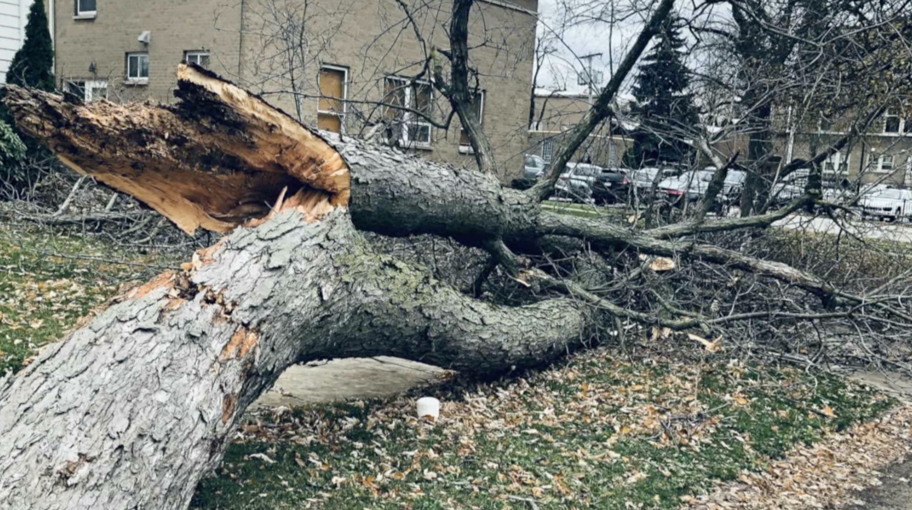 'Could've been awful': Tree falls in woman's yard days after reporting ...