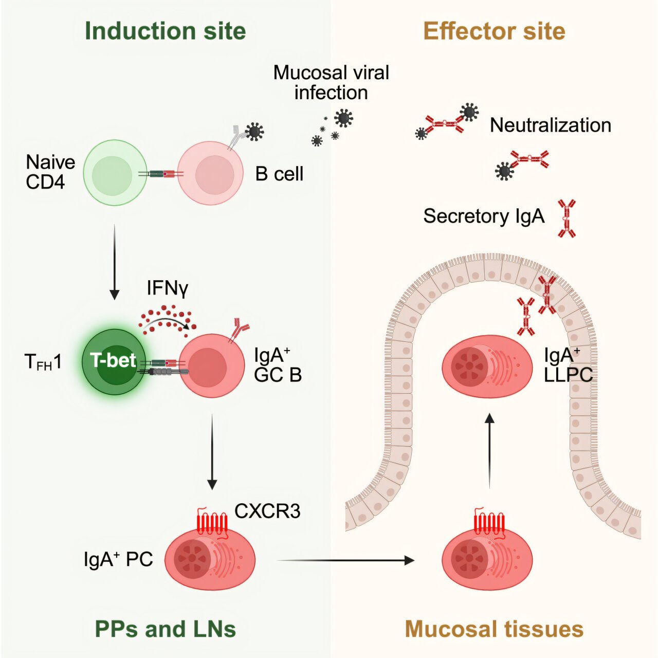 How the gut builds long-lasting immunity after viral infections