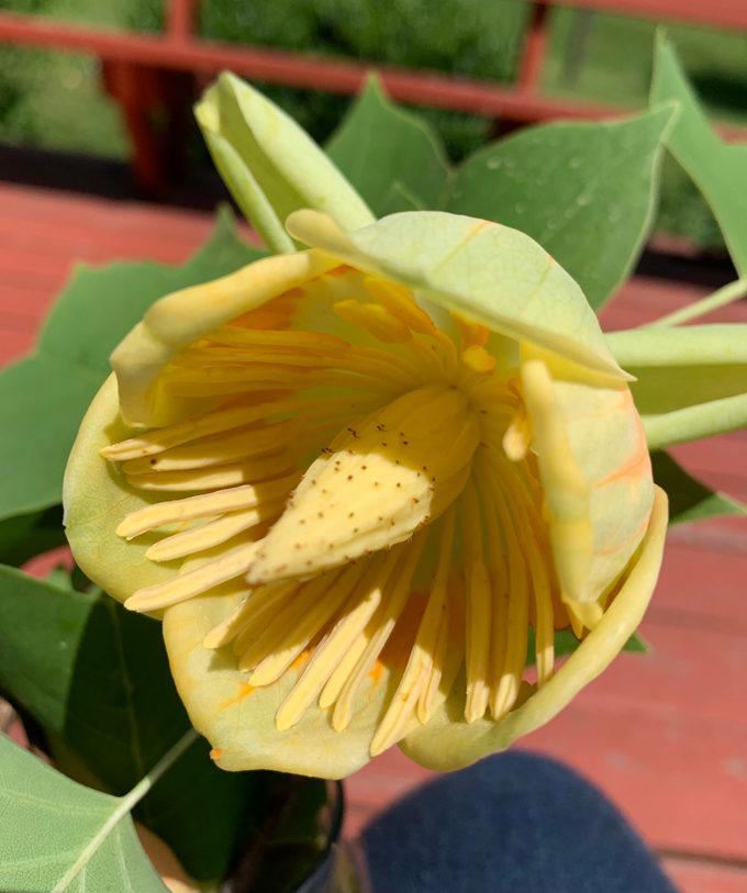 How to Grow a Flowering Tulip Tree
