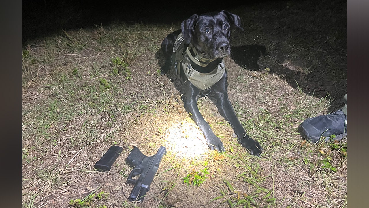 K-9 locates gun underneath shed that was used in Wauchula gas station ...