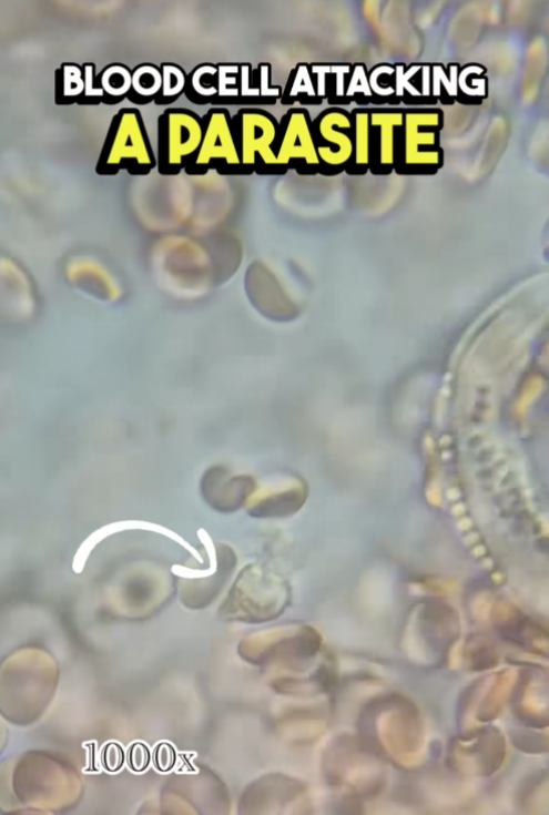 Feeding a Big Mac to My White Blood Cells — Wild Science Under the ...