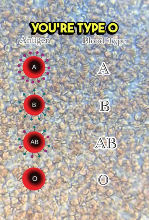 Blood Types Explained — Simple Science Behind How They Work