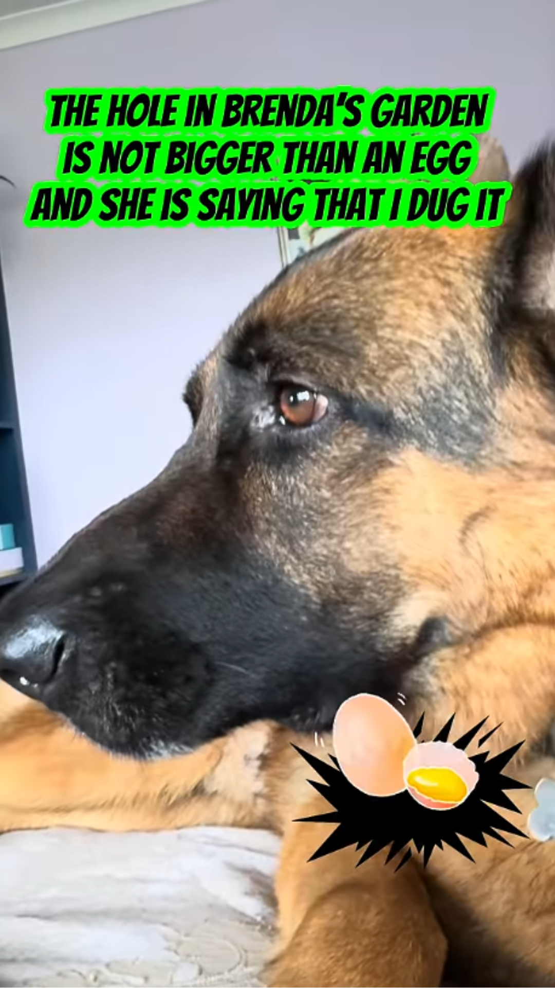 Shepherd Dog's POV: I’ve Been Wrongfully Accused!