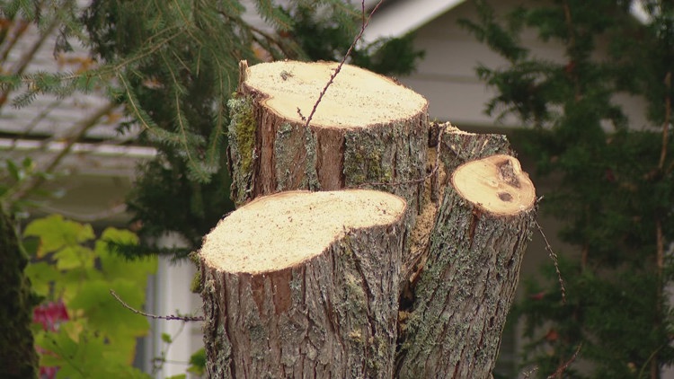 City of Lacey removes nearly 300 trees