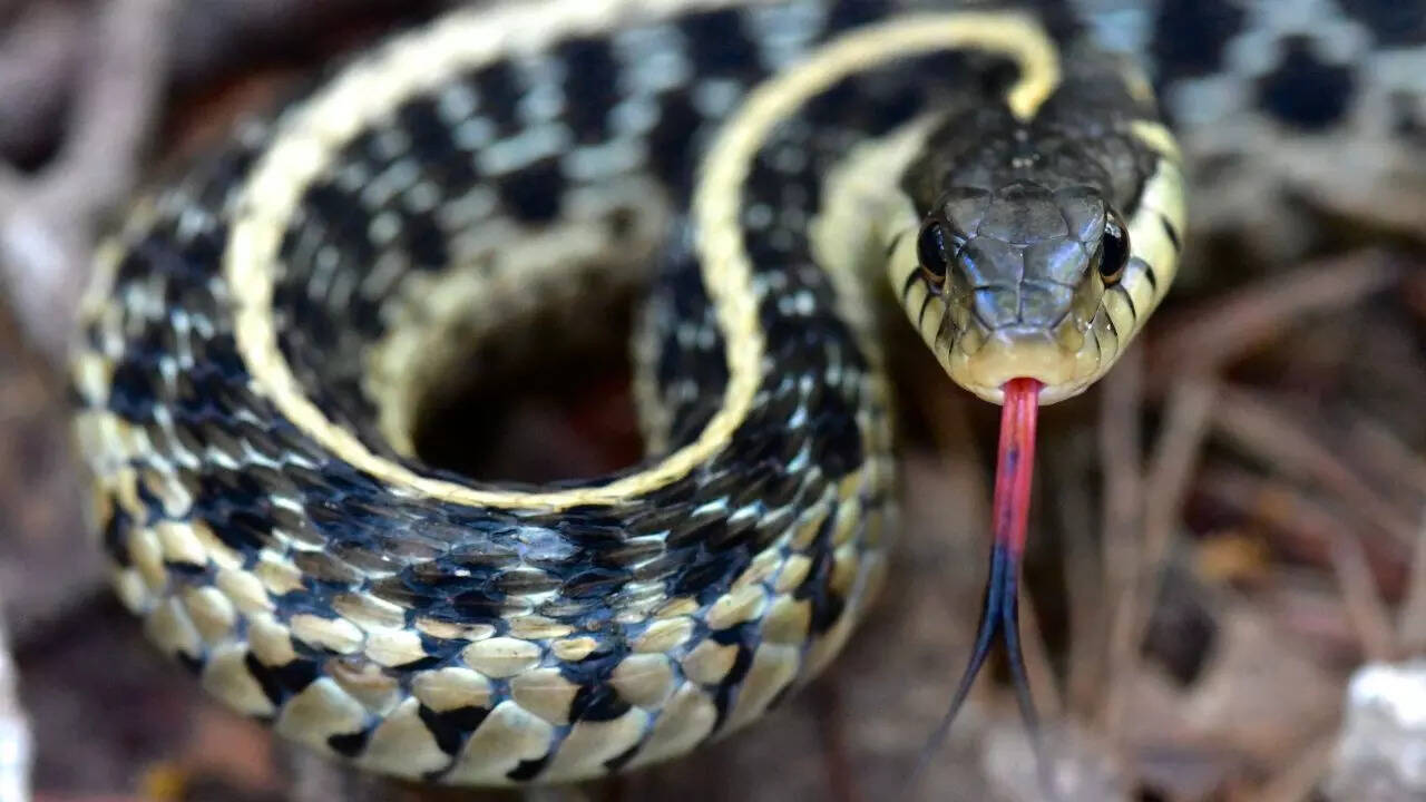 World without snakes! How eliminating them could trigger disease ...