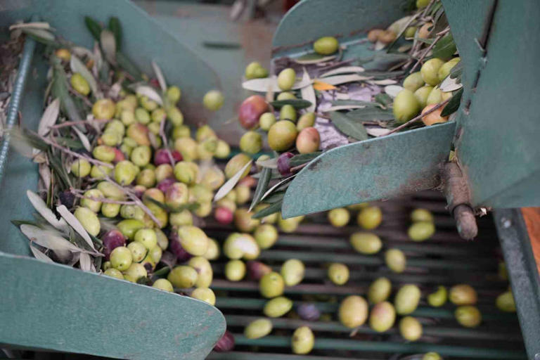 Kazdağları’nda tescilli yeşil çizik zeytin için elek mesaisi başladı