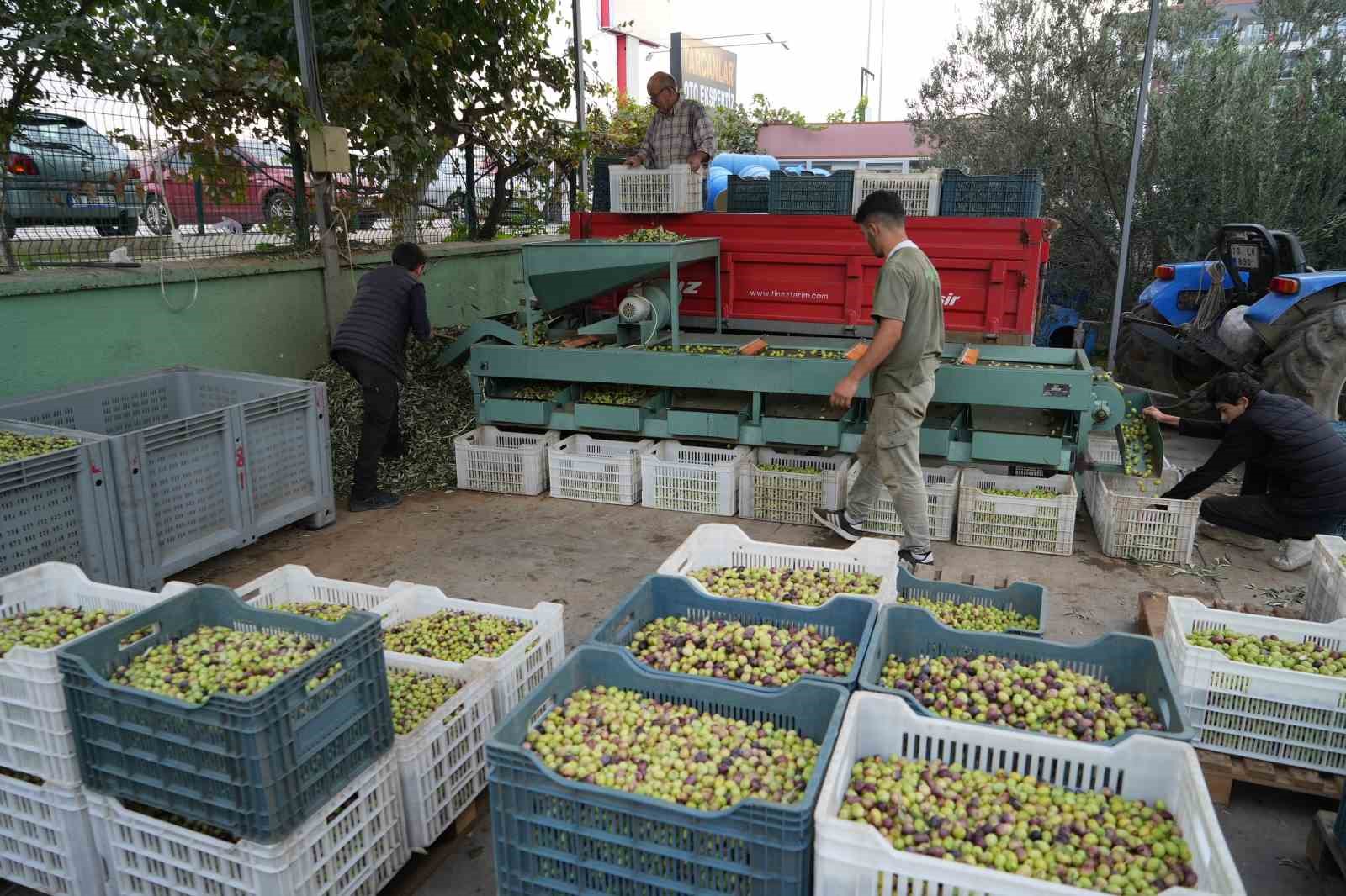 Kazdağları’nda tescilli yeşil çizik zeytin için elek mesaisi başladı