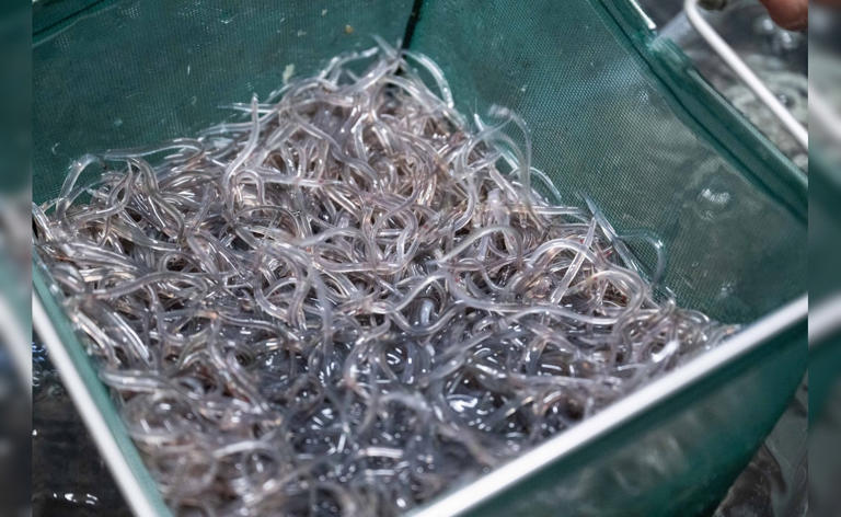 Pictures: Haitian Gangs Are Profiting From Baby Eels Sold Abroad