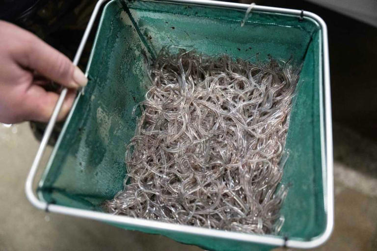Haitian gangs getting rich off murky market for baby eels