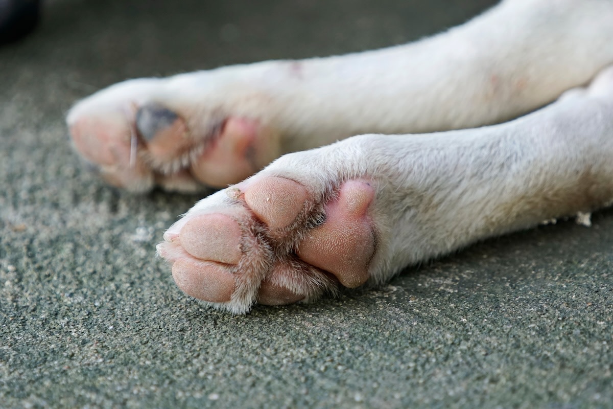 Fluffy French Bulldog Puppy Looks Like the Cutest Little Space Alien We ...