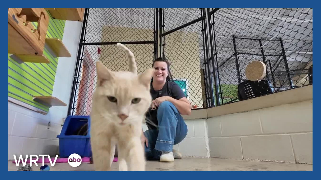 IACS sees improvements in adoption rates, decrease in euthanasia