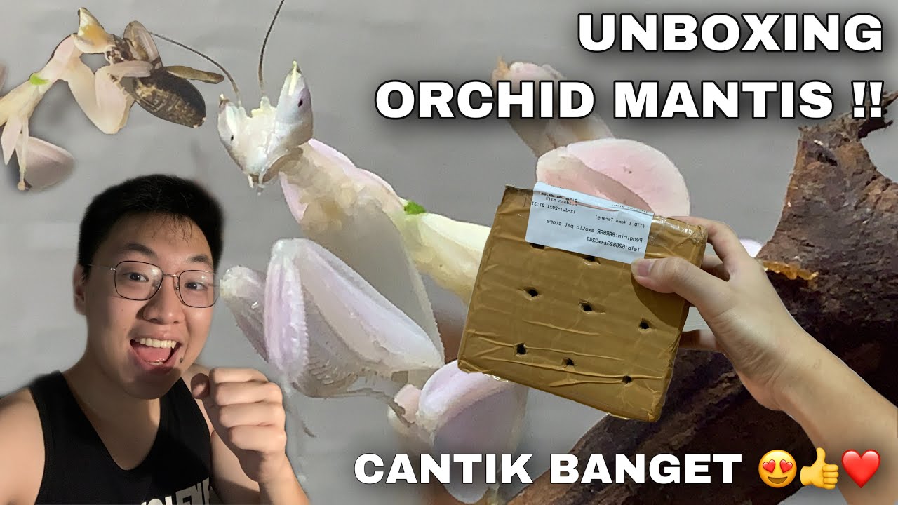 Belalang Sembah Anggrek dari Dekat: Serangga Bunga Kecil Tercantik di Alam