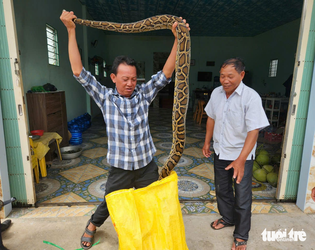 Đang thu hoạch lúa, bất ngờ gặp 2 con trăn 'khủng' nằm giữa ruộng
