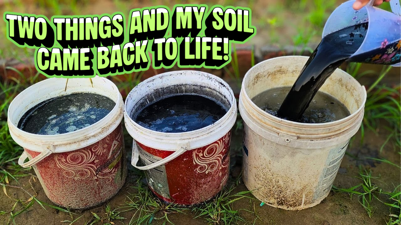 Reviving My Soil: The Surprising Combo That Brought It Back to Life