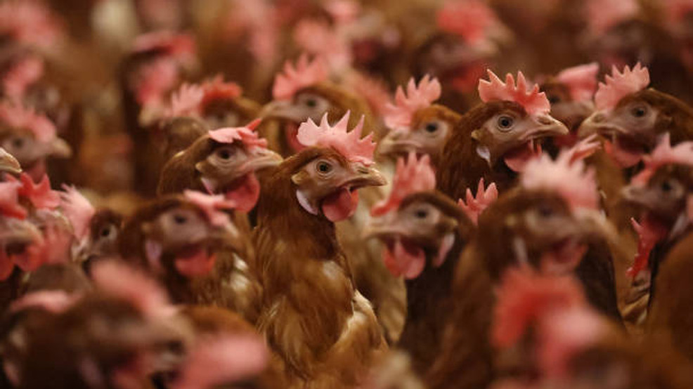 ODAFF identifies two cases of Avian Flu in flocks