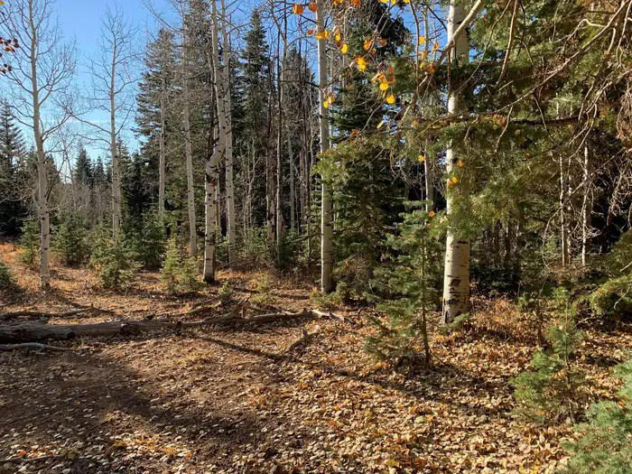 Here’s how you can pick and cut down your own Christmas tree from Dixie ...