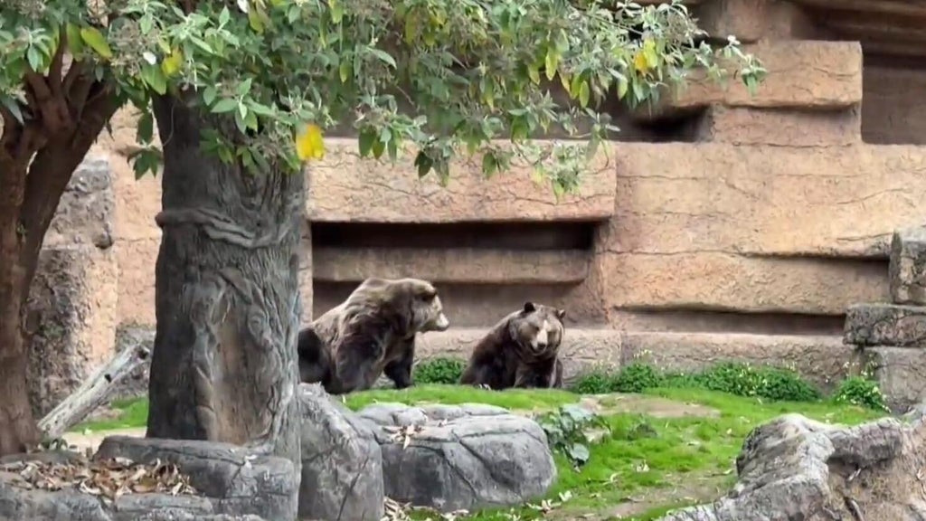 San Francisco Zoo's new leadership talks about revitalization plans