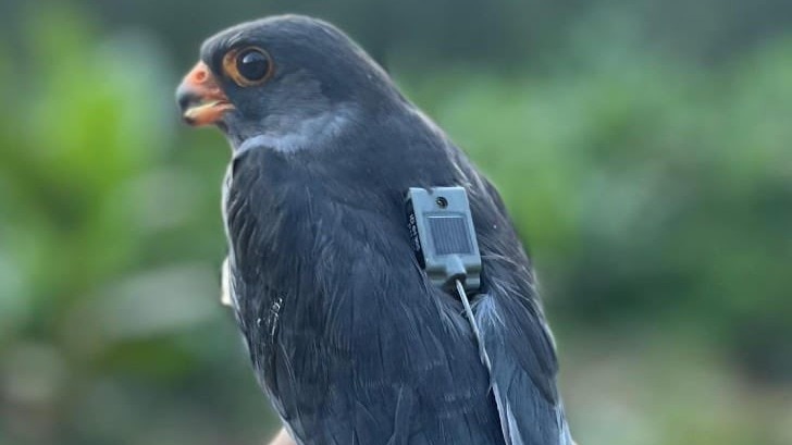 Unstoppable tiny Falcon reaches Somalia from India, covers 5000 km in 5 ...