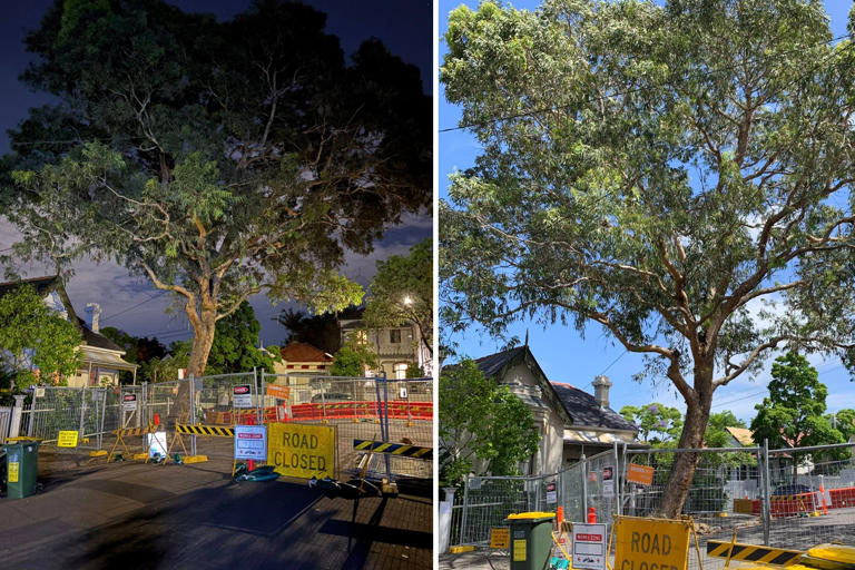 Neighbourhood erupts over Aussie council's plan to axe 40-year-old ...
