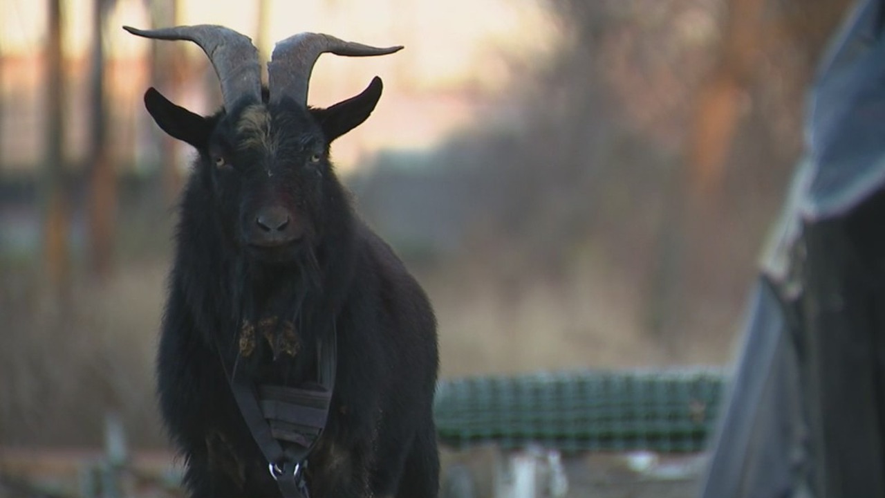 Loose goat runs amok on Detroit's west side