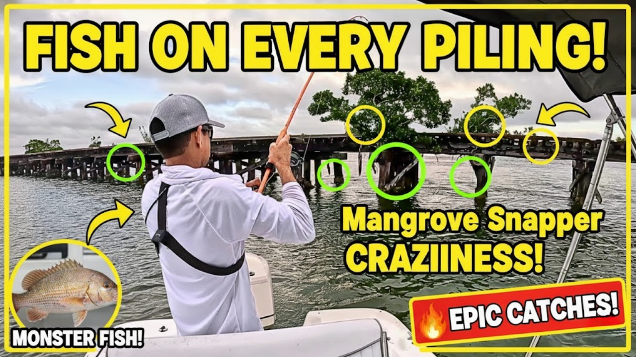 Fish on Every Piling – Mangrove Snapper CCC