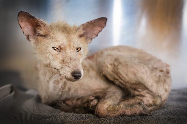 Update issued on seriously ill fox after rescue and treatment at south ...