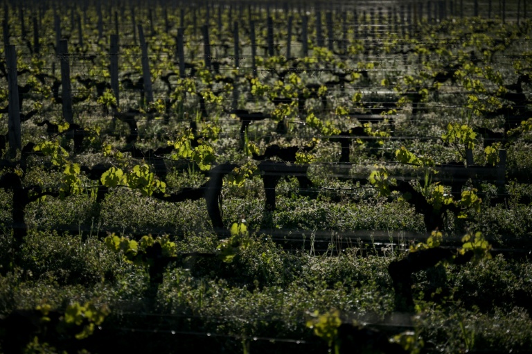 Climat: près de Bordeaux, levures et porte-greffe à la rescousse du vin