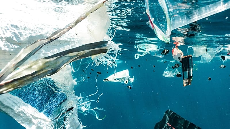 Los plásticos en el océano son mortales para la vida marina incluso en ...