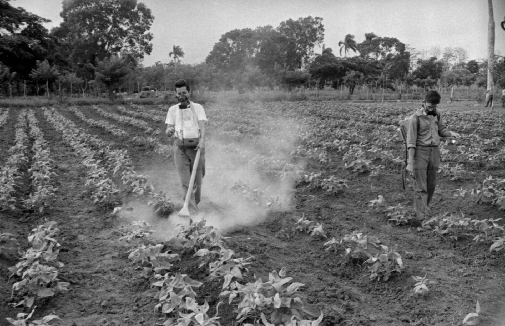 Common pesticide found to cause hidden brain damage