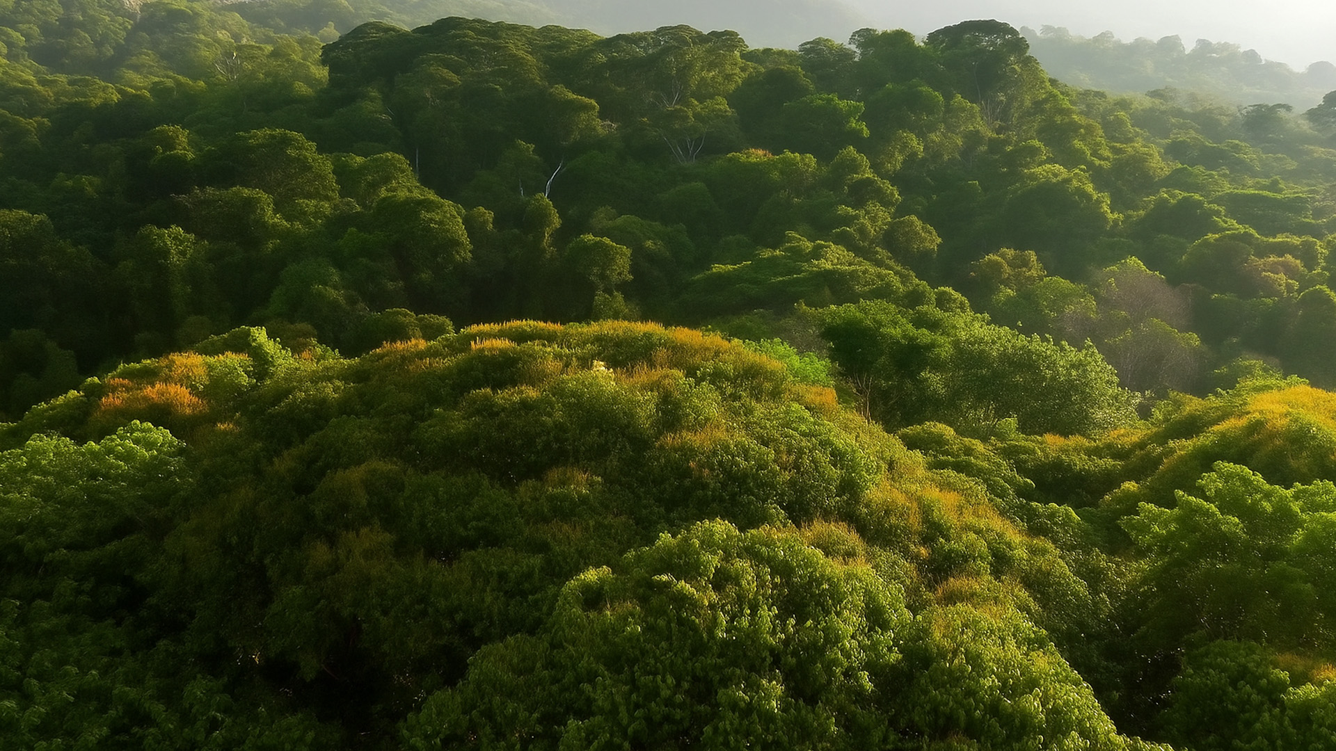 ¿Qué hay bajo el manto verde de la selva?