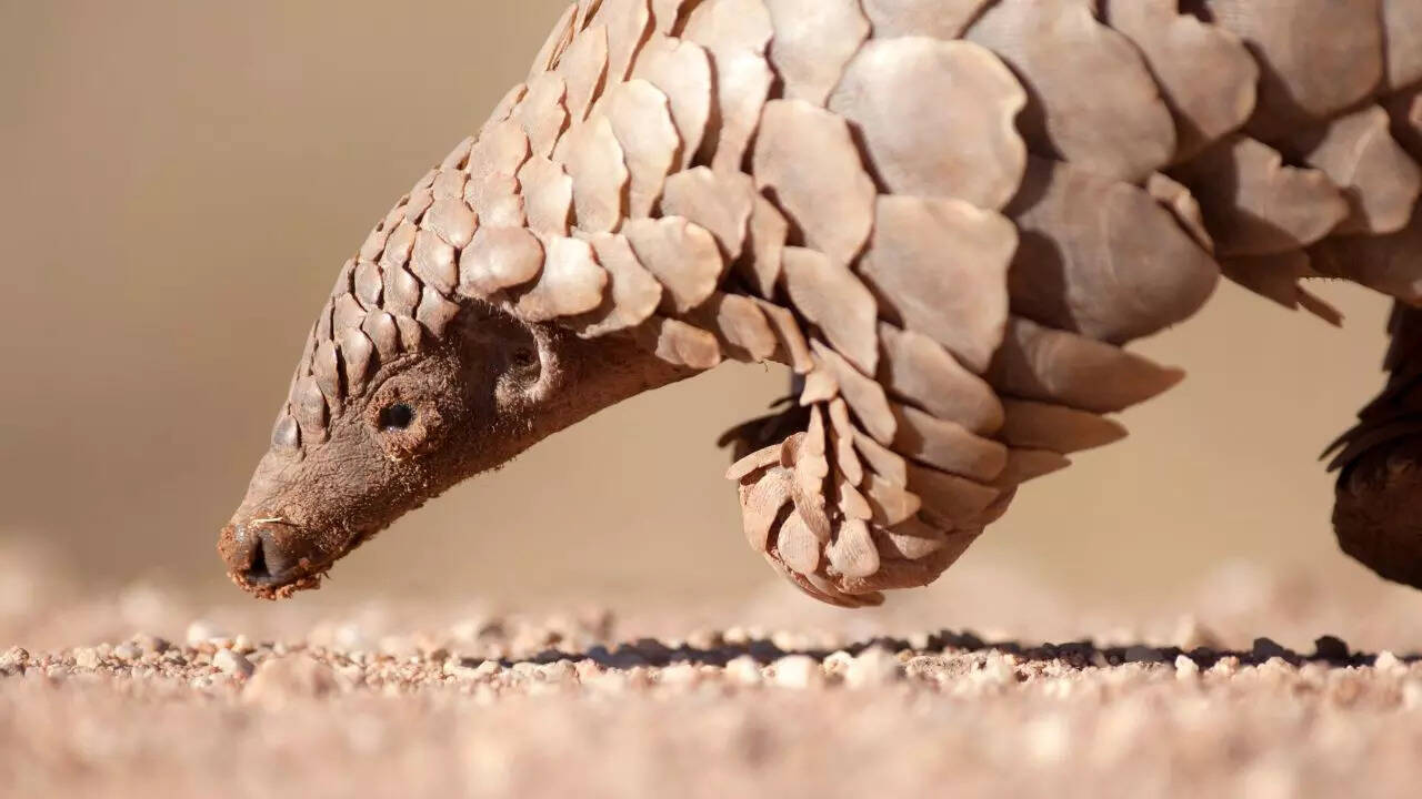10 animals whose names start with the letter P!