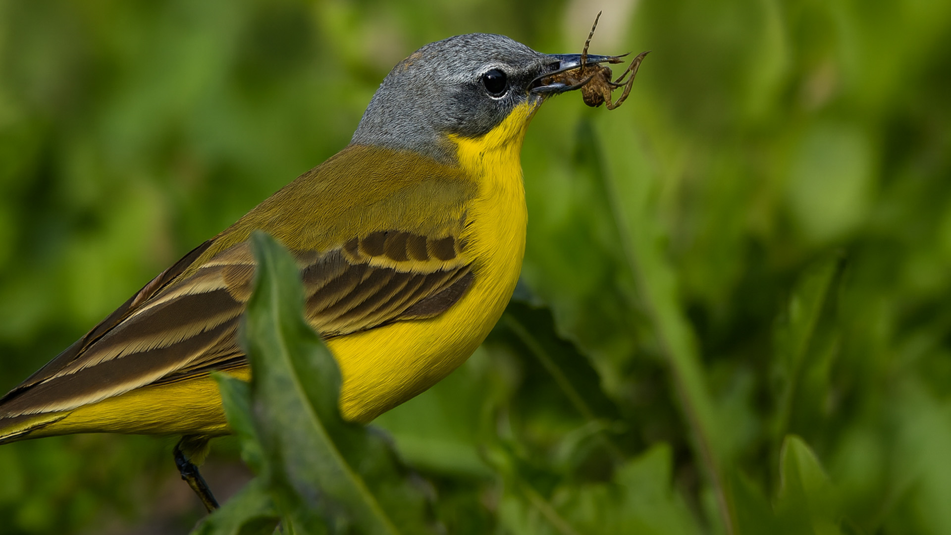 Yellow Wagtail Hunting Spiders in the Grass